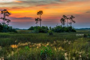 5 Interesting Facts About The Florida Everglades - Swamp Monsters